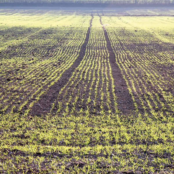 Factor in fertiliser cost with spring cropping decisions - Midland ...