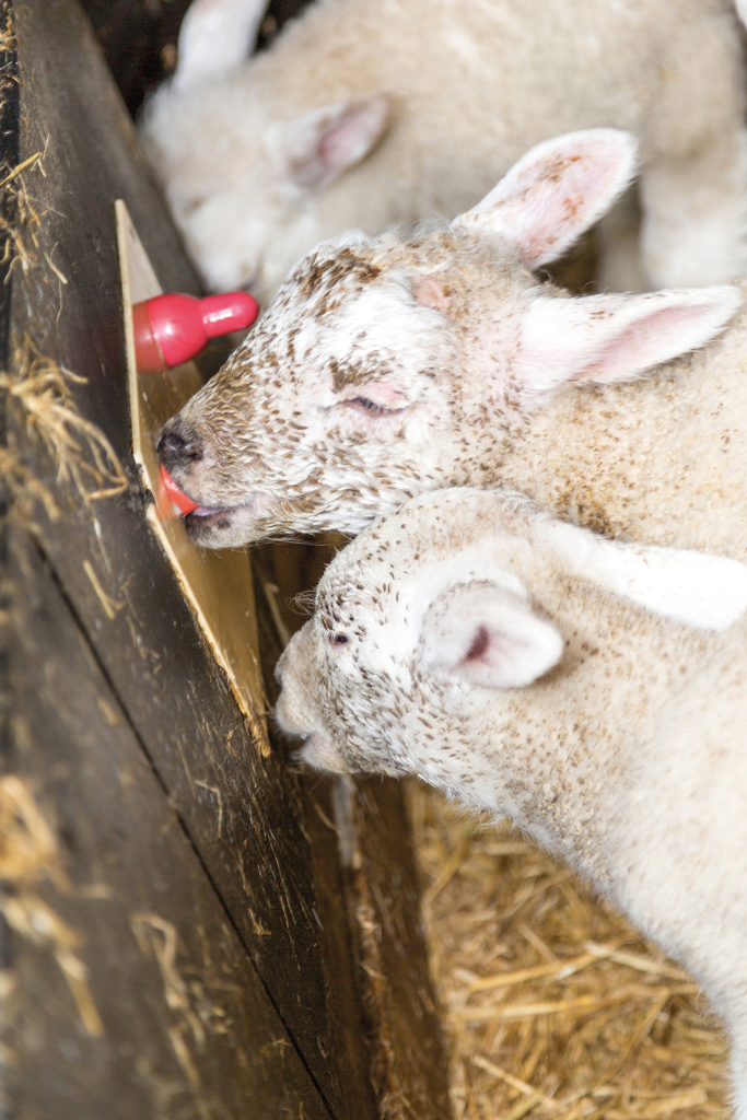 Every lamb will count this spring - Midland Farmer Magazine