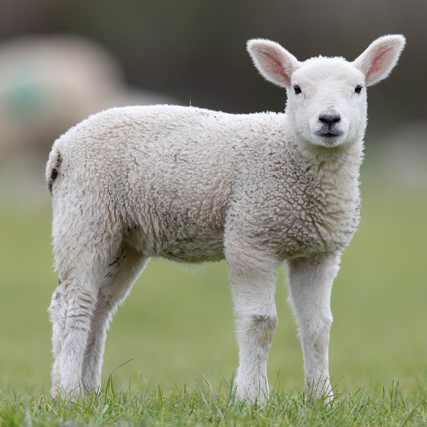 Good hygiene can cut lambing shed mortalities - Midland Farmer Magazine