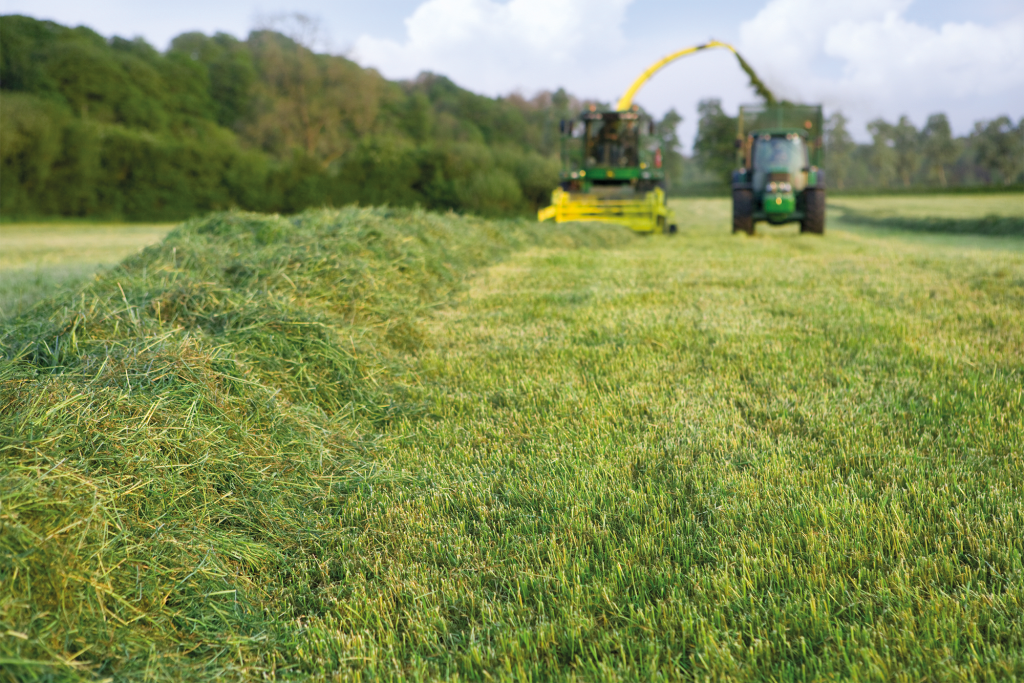 Why livestock producers should rethink grass types - Midland Farmer ...