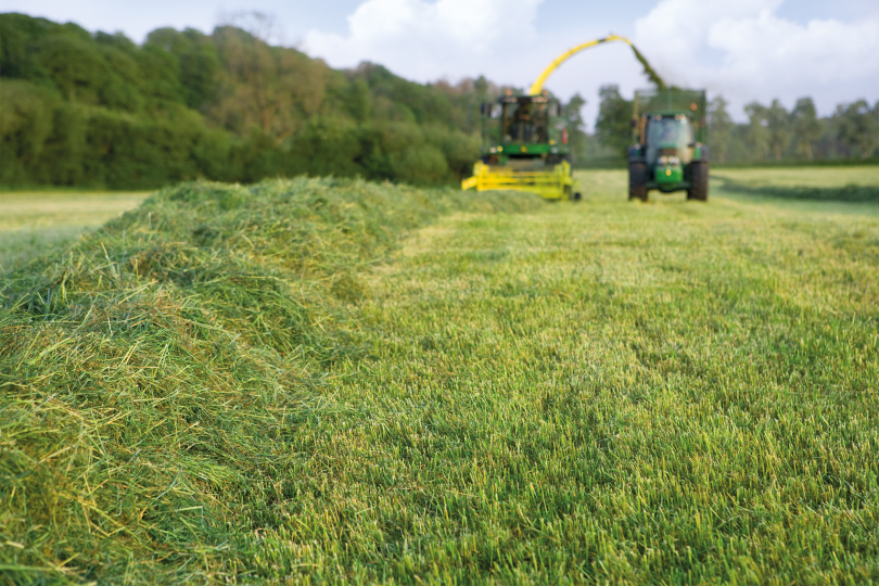 Why livestock producers should rethink grass types - Midland Farmer ...