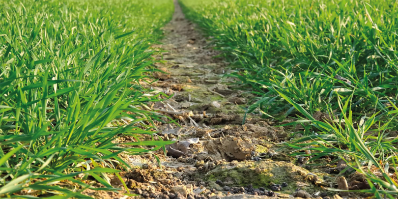 Optimise herbicide applications for effective weed control this spring ...