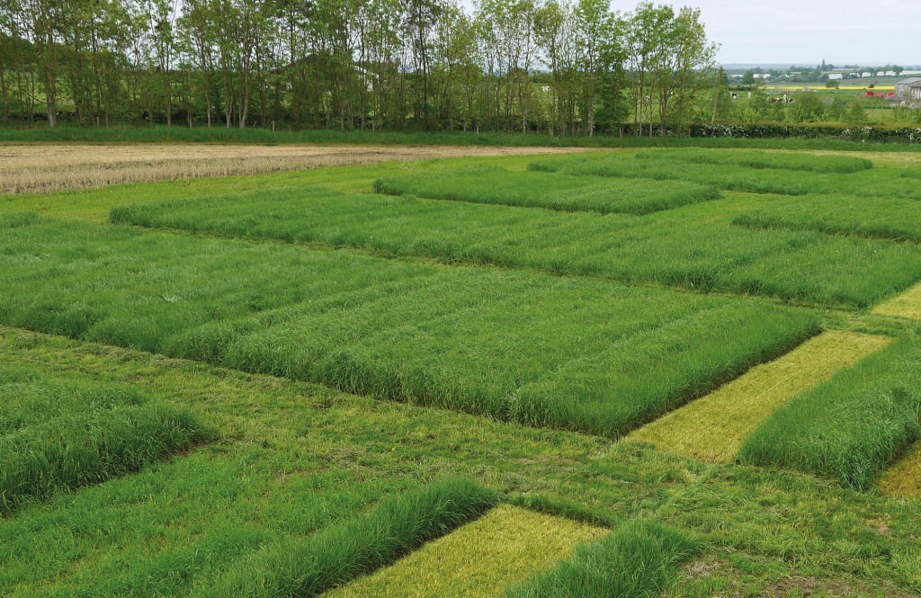 How reseeding swards helps boost grassland performance - Midland Farmer ...