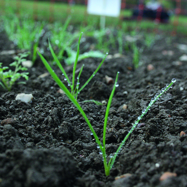 Project to reduce weed seeds post-harvest - Midland Farmer Magazine