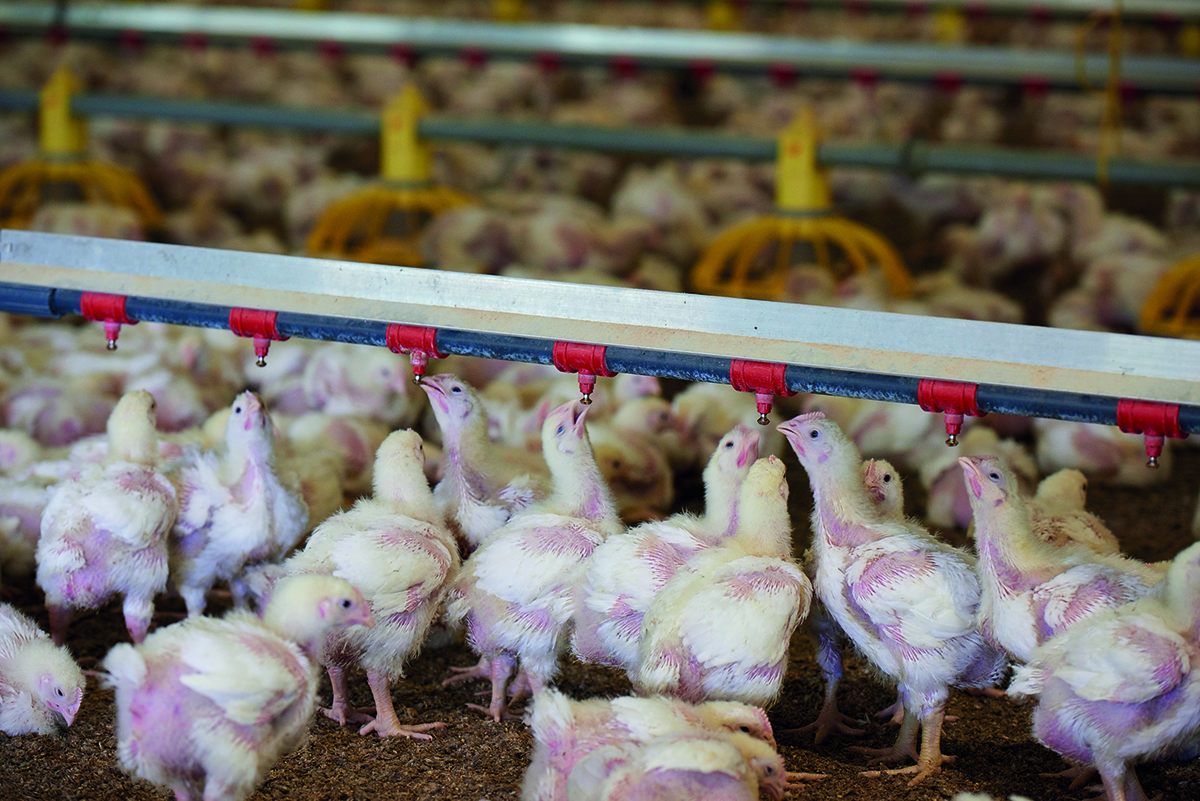 Poultry producers pile on pressure for egg sector inquiry - Midland ...
