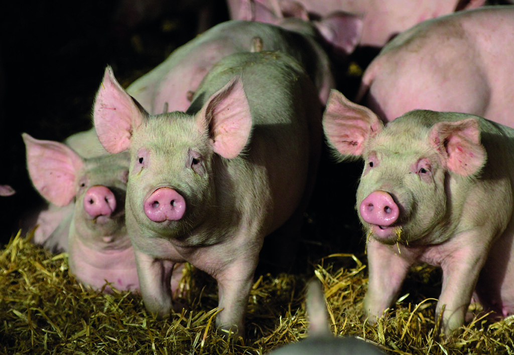 Pig levy hike 'vital' for producers - Midland Farmer Magazine
