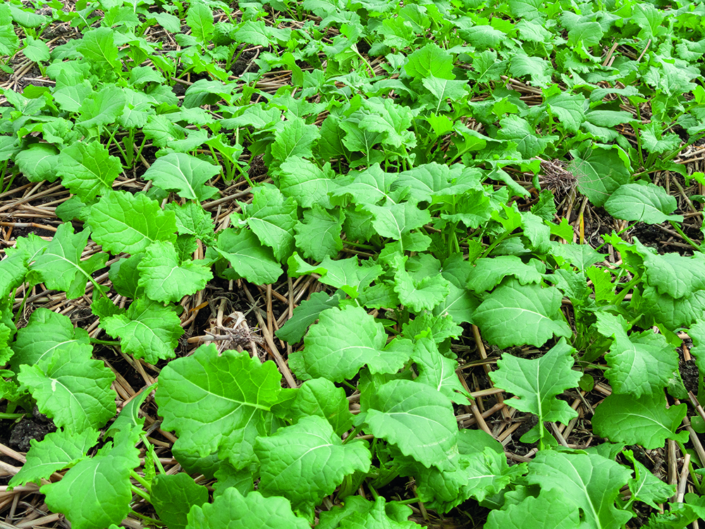 Consider boron in your rape crop this autumn - Midland Farmer Magazine