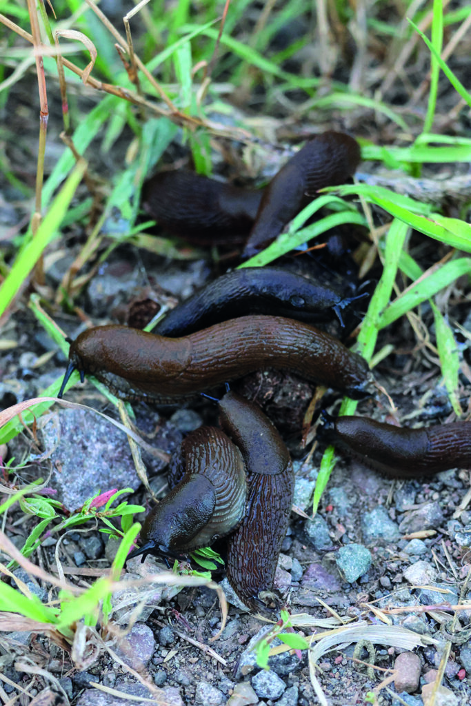 5 steps to tackle serious autumn slug threat - Midland Farmer Magazine