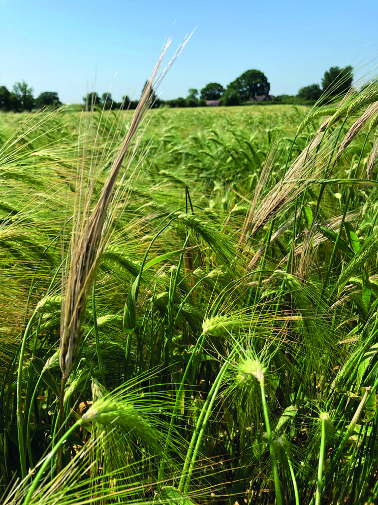 Expert advice for testing and treating home-saved seed - Midland Farmer ...