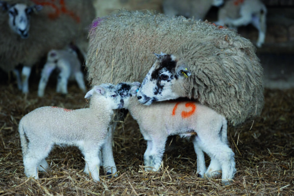 How to get lambing off to the best start - Midland Farmer Magazine