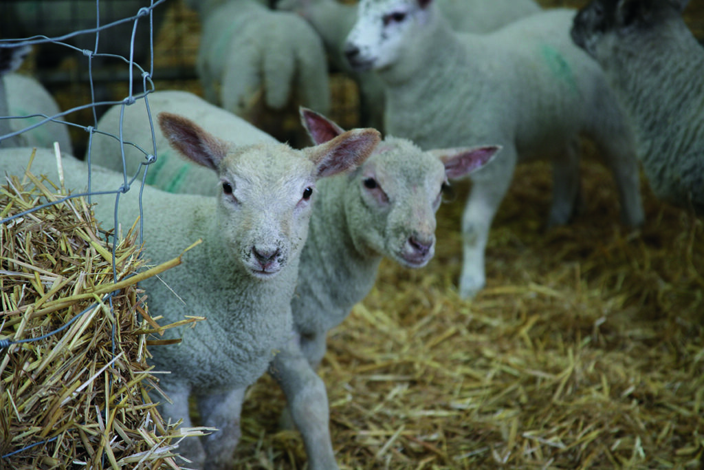 How to get lambing off to the best start - Midland Farmer Magazine