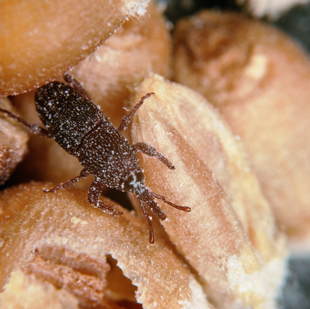 How to protect your stored grain and preserve profits - Midland Farmer ...