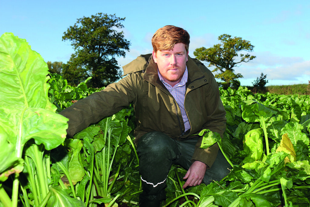 Fodder beet could be popular choice this spring - Midland Farmer Magazine