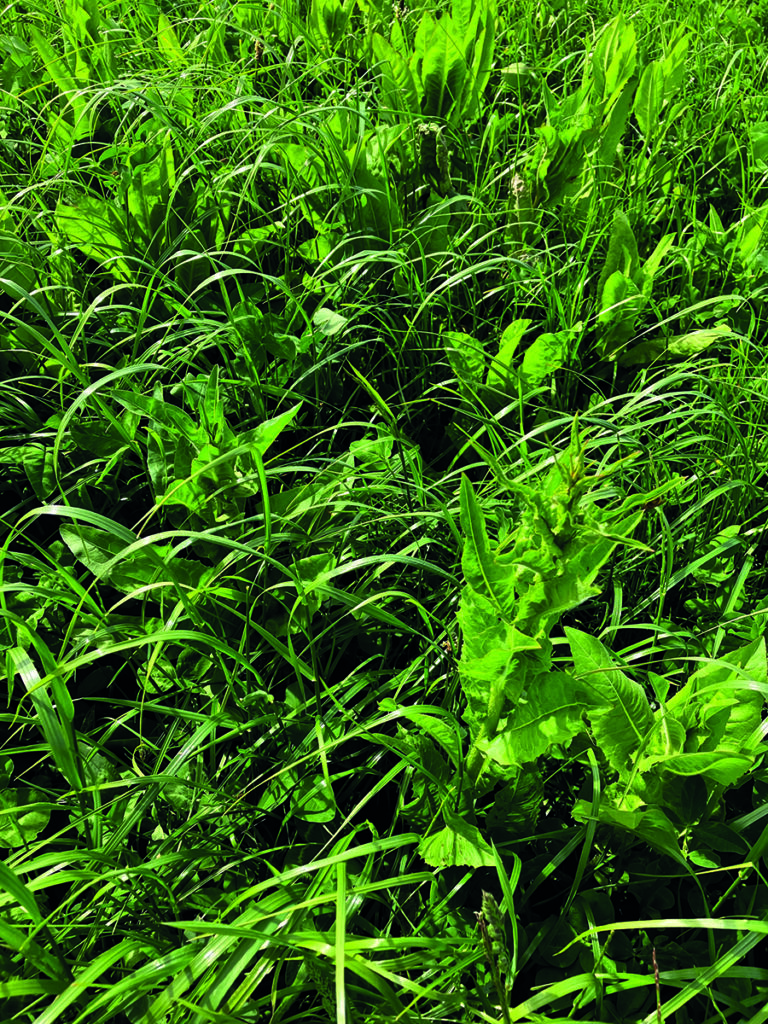 Get the most out of multi-species leys - Midland Farmer Magazine