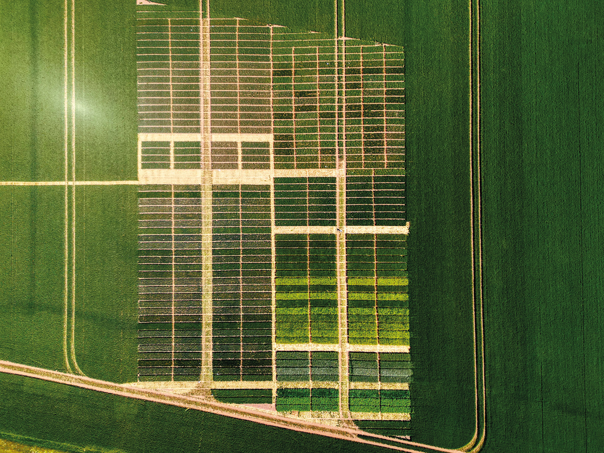 Spotlight to shine bright on crop trials at Arable Event - Midland ...