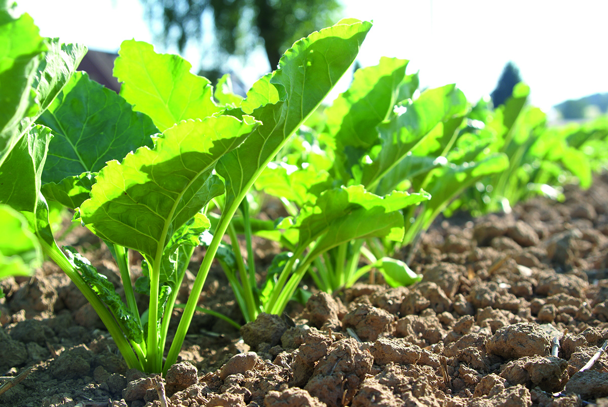 ‘Seek advice when ordering tolerant sugar beet varieties’ - Midland ...