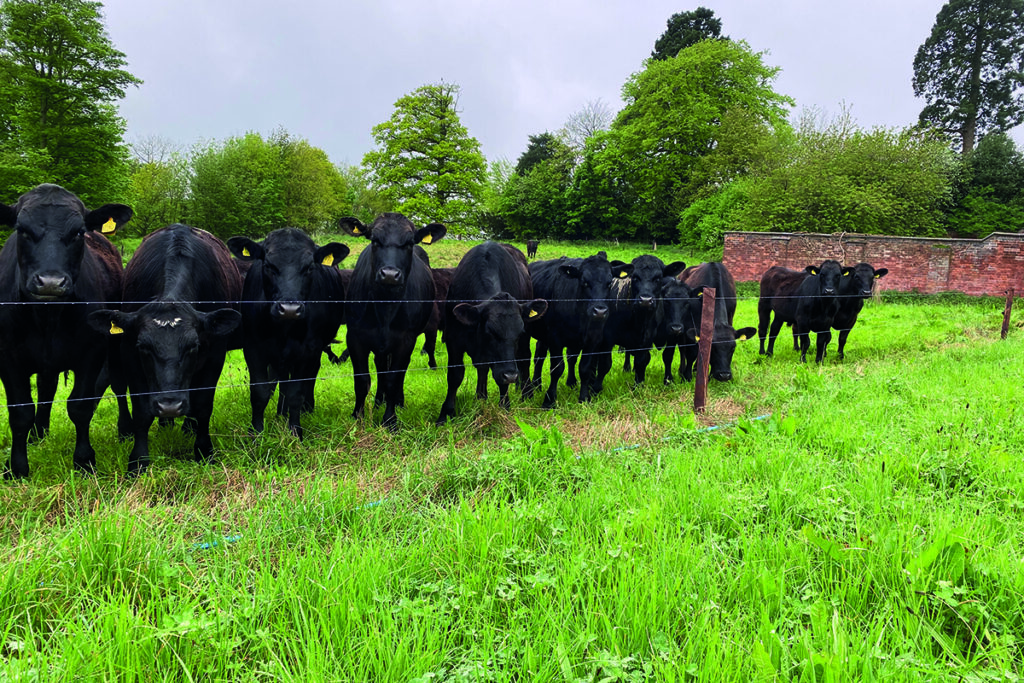 How new grazing system boosts beef profitability - Midland Farmer Magazine