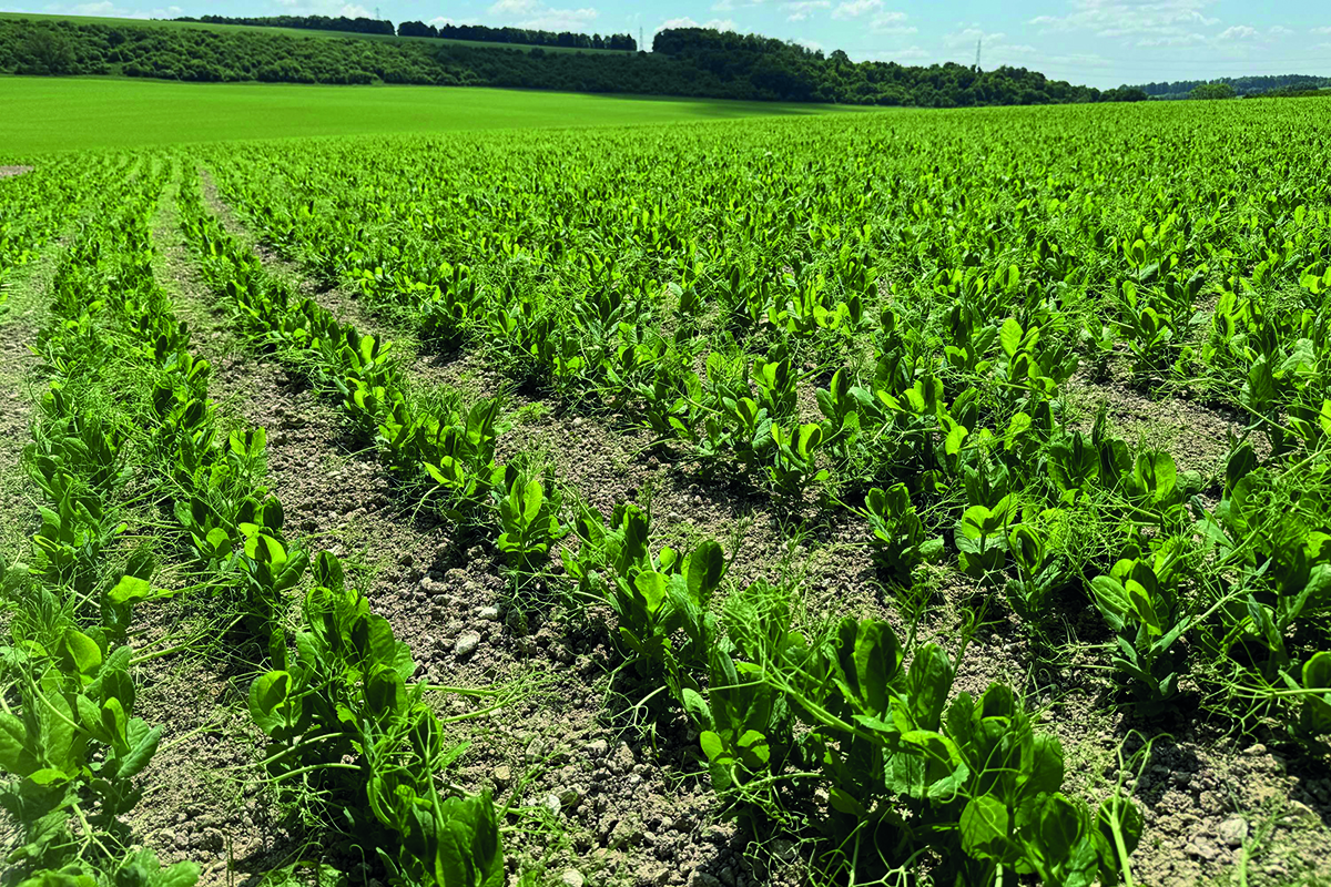 How to protect your pulse crops against disease risk - Midland Farmer ...