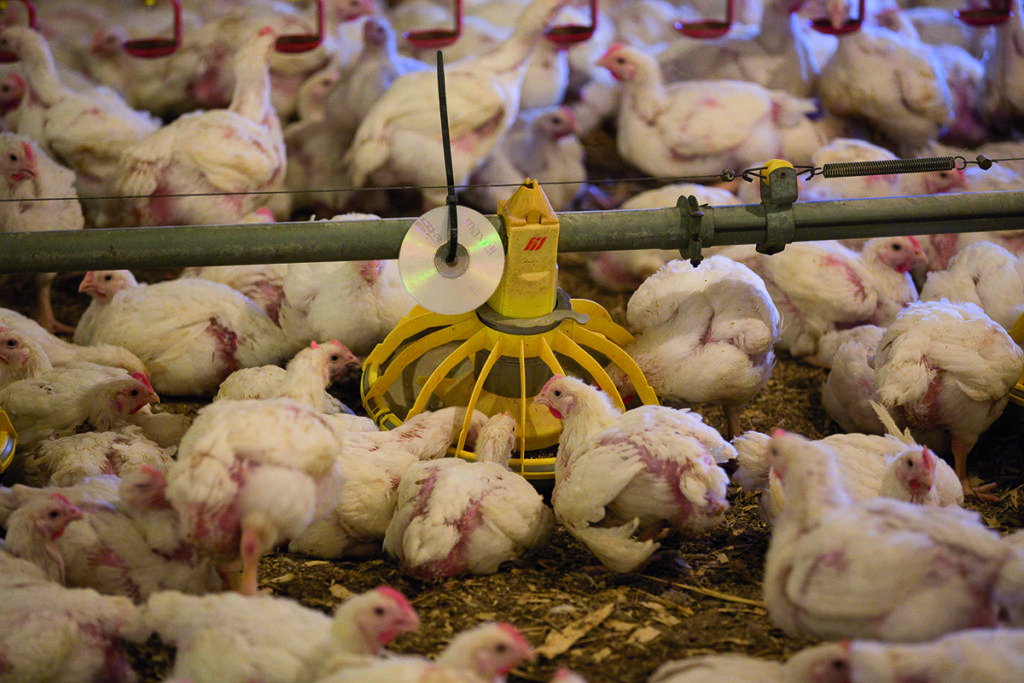 How new season grain can affect broiler performance - Midland Farmer ...