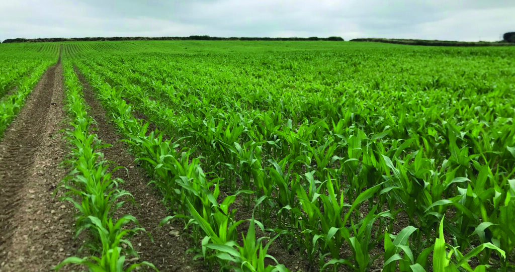 Catch crops offer rescue plan for forage shortfall - Midland Farmer ...