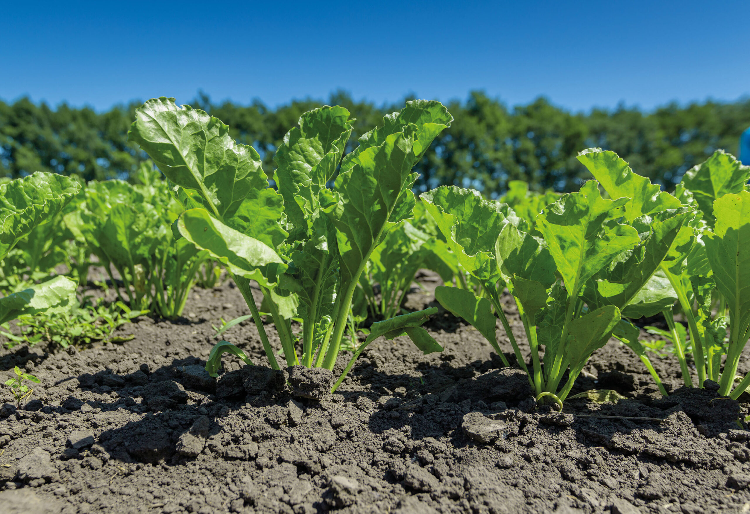 We have seed available, say sugar beet breeders - Midland Farmer Magazine