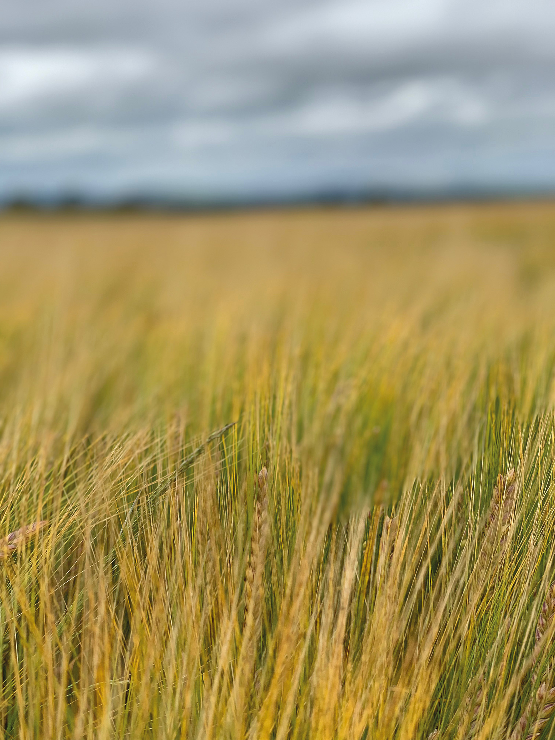 6 steps to better spring barley yields - Midland Farmer Magazine