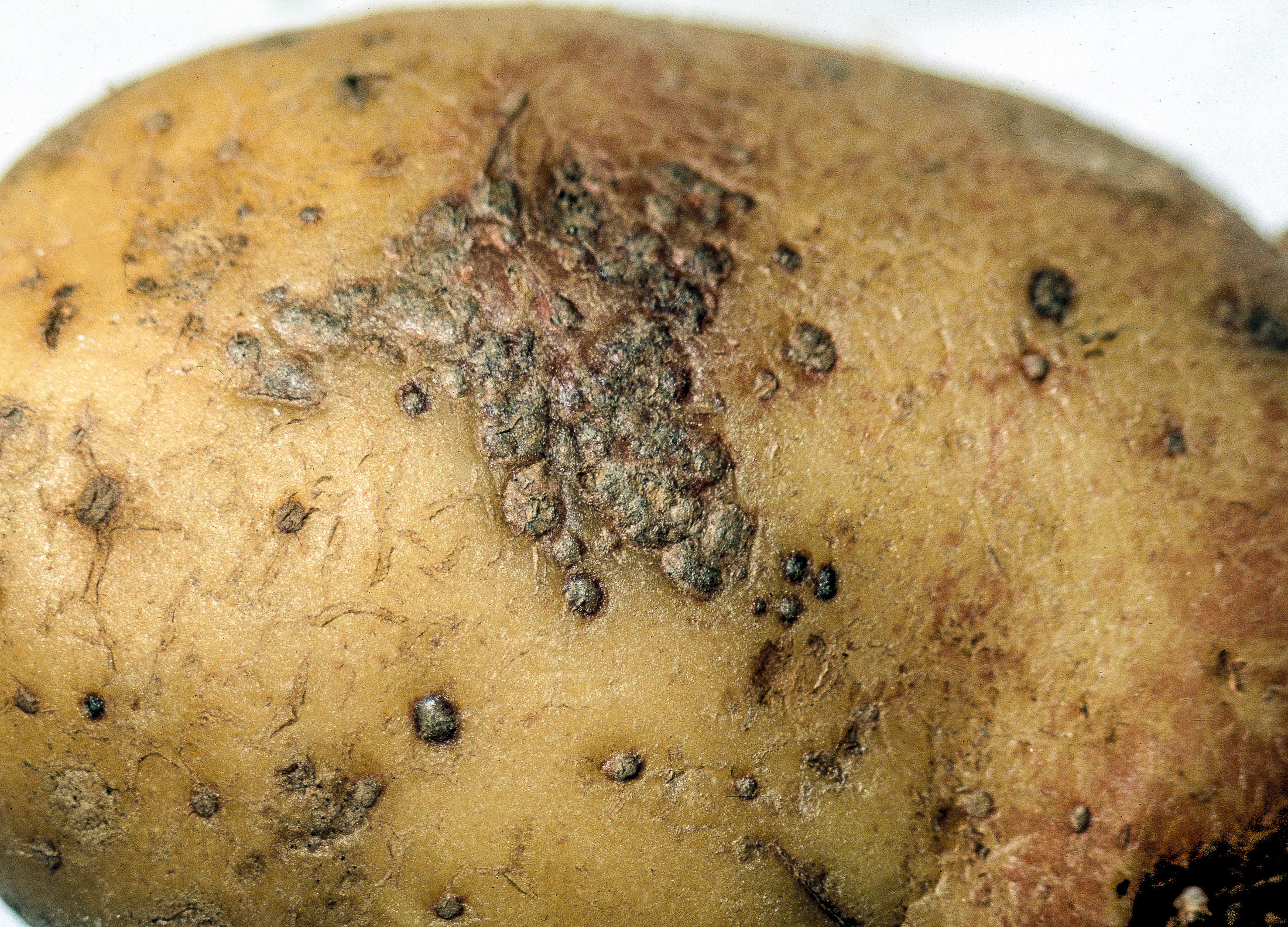 Watch out for disease signs in high-value potato seed - Midland Farmer ...