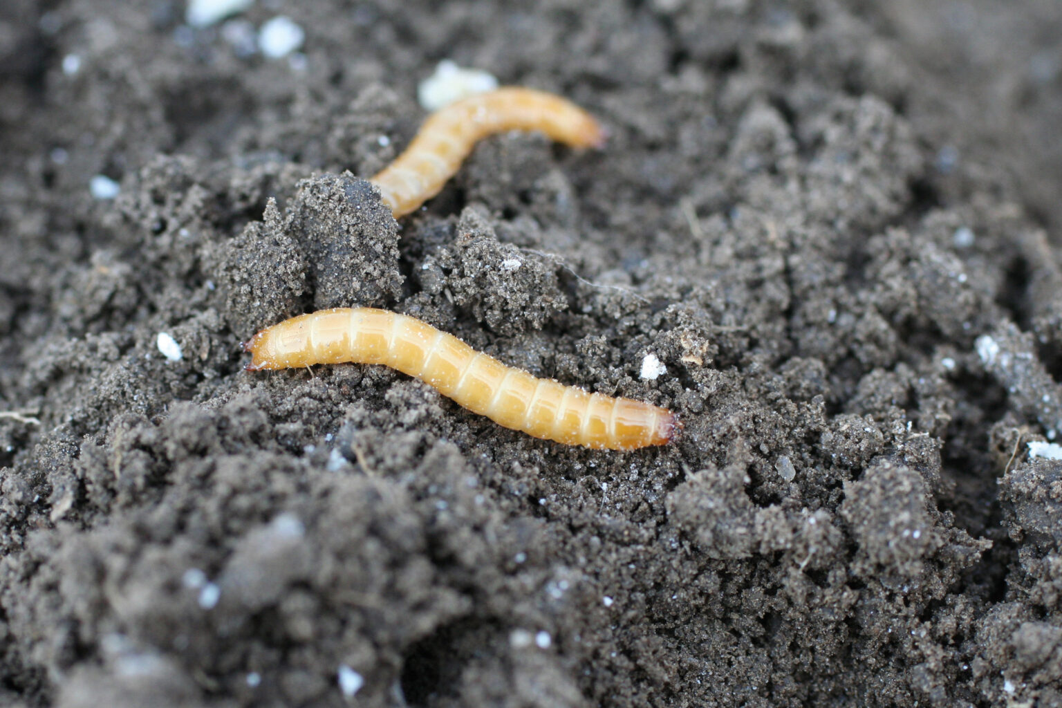 How to reduce wireworm tuber damage risk - Midland Farmer Magazine