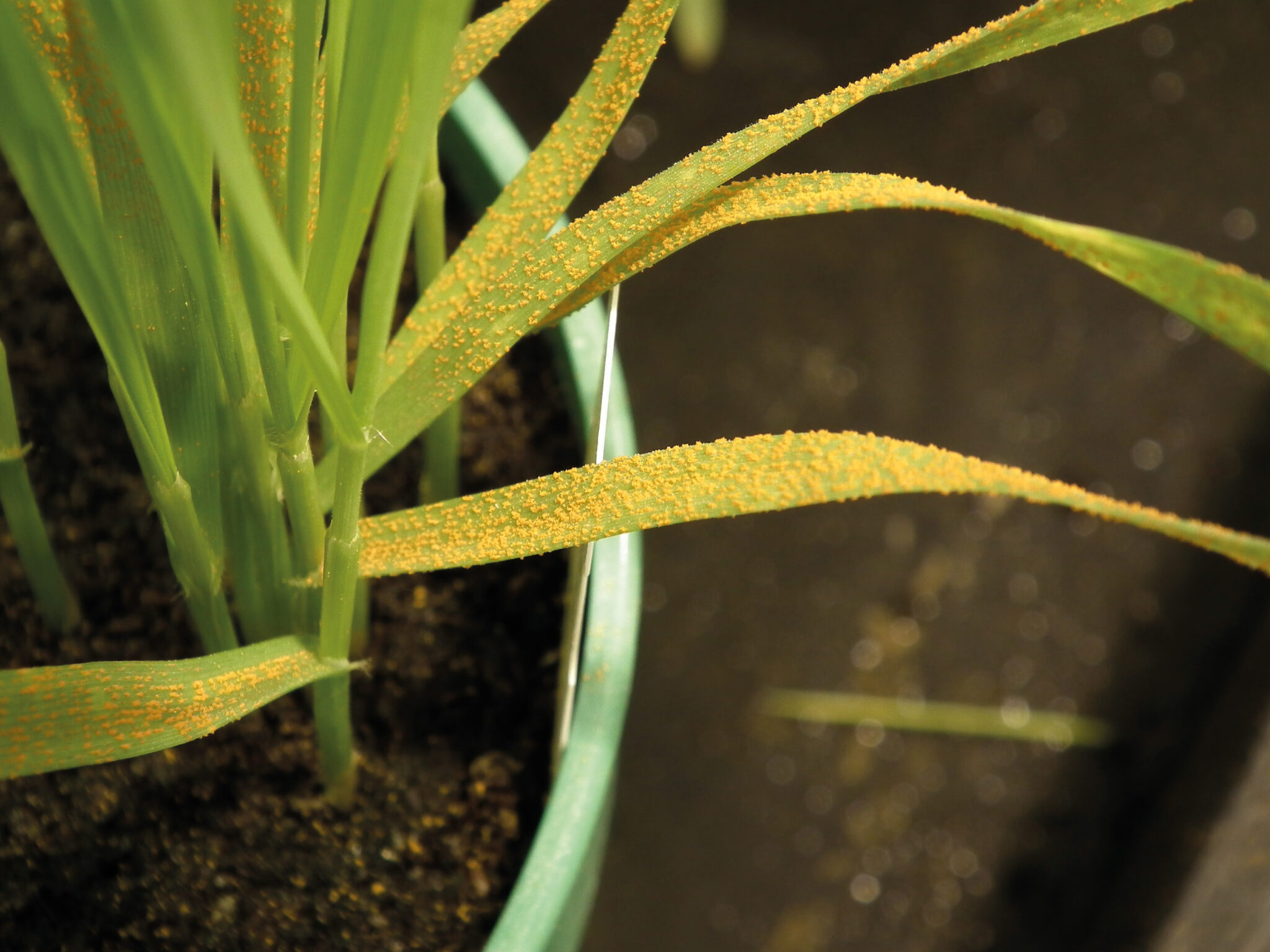 Stay vigilant for yellow rust in resistant wheat - Midland Farmer Magazine
