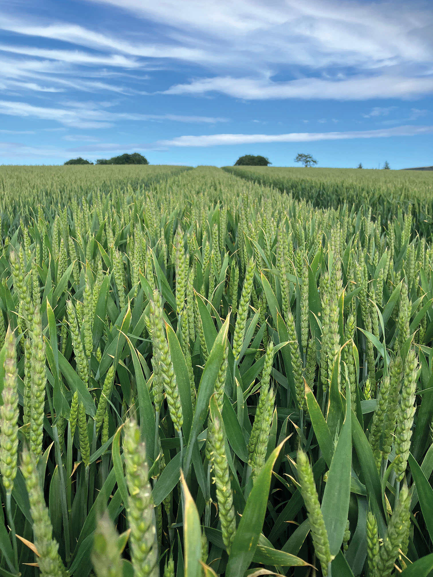 High hopes at harvest for blockbuster wheat - Midland Farmer Magazine