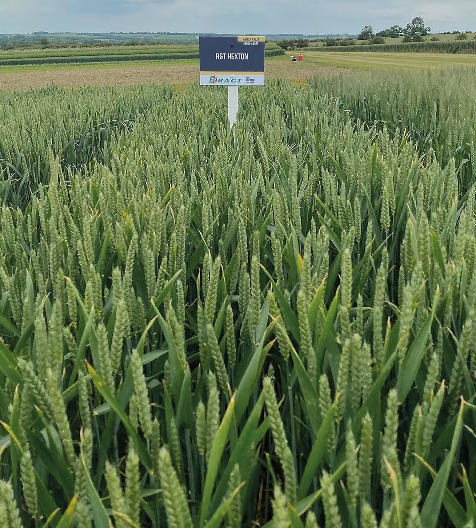 New varieties help fuel soft wheat resurgence - Midland Farmer Magazine
