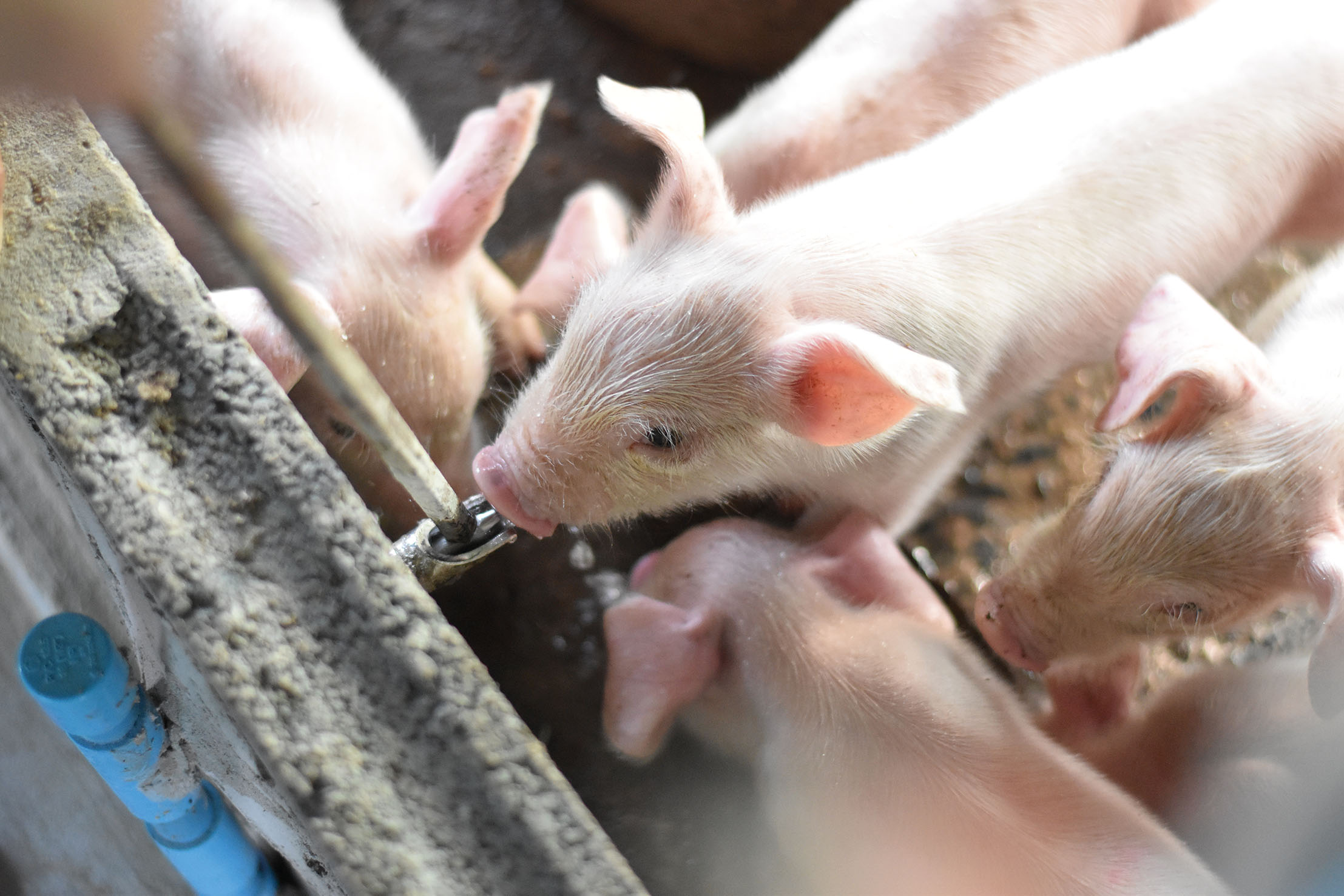 Water system helps improve pig and poultry production - Midland Farmer ...