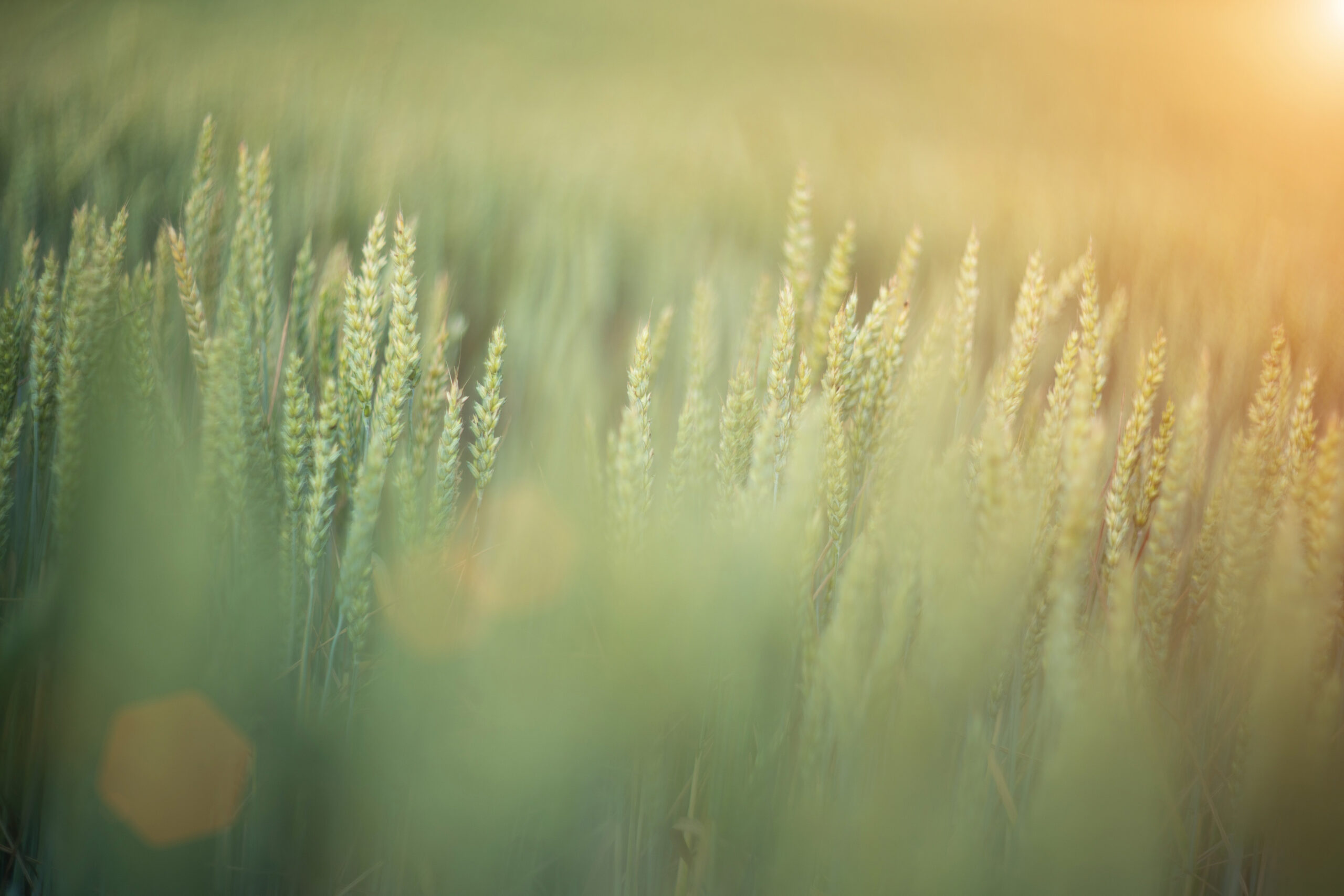 How to optimise nitrogen and protein in milling wheat - Midland Farmer ...