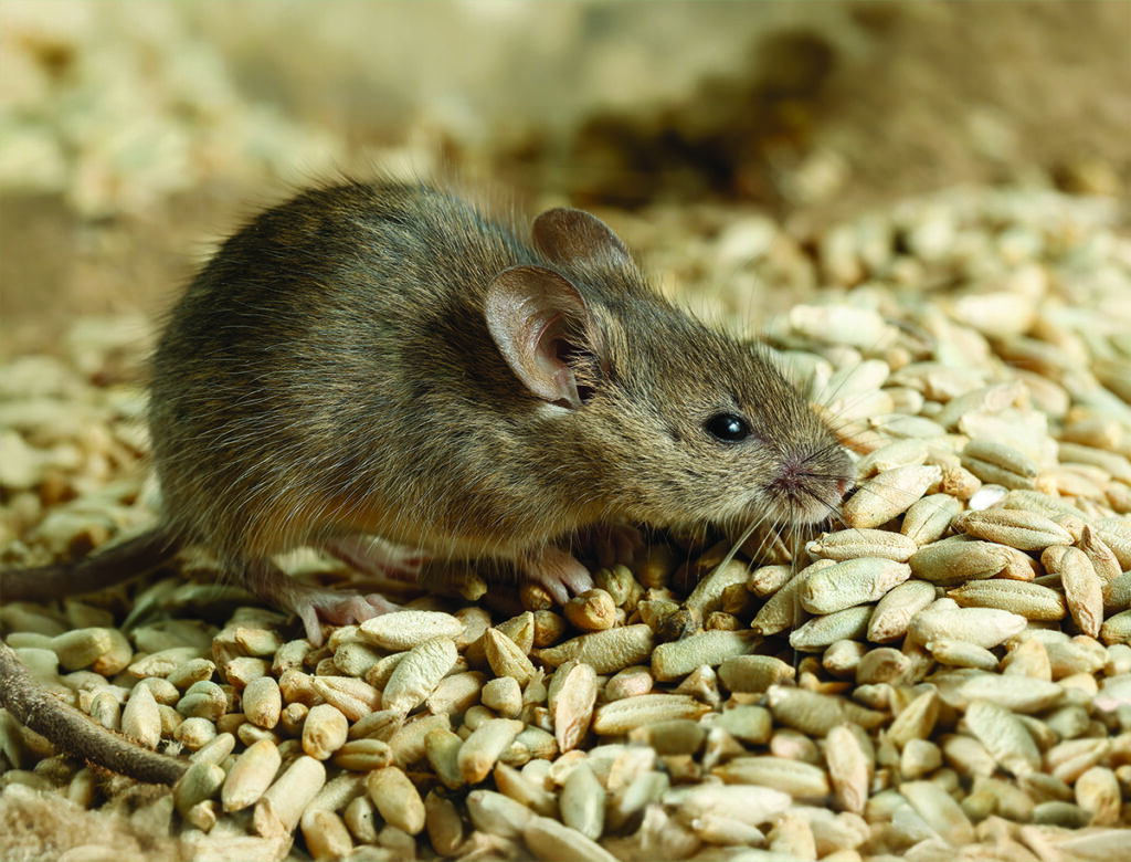 Reminder on safe rodenticide applications - Midland Farmer Magazine
