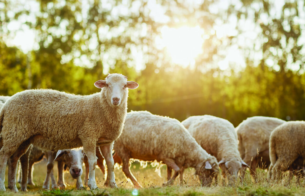 How to prioritise ewe condition before tupping - Midland Farmer Magazine