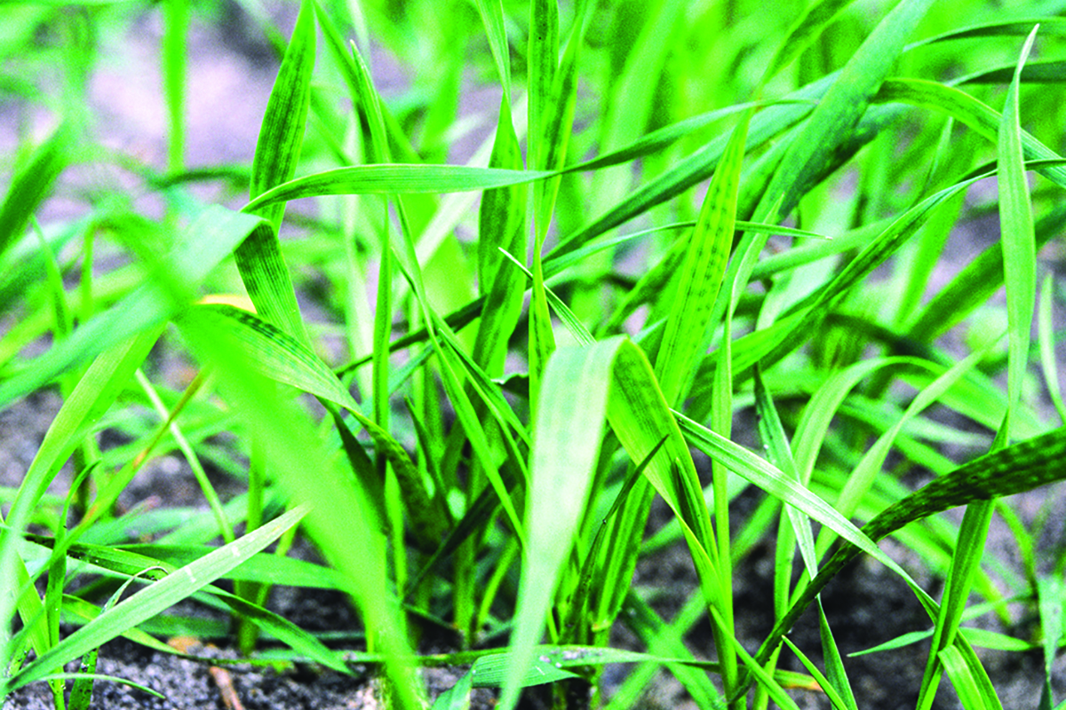 Maximise winter cereal potential with micronutrition this autumn ...