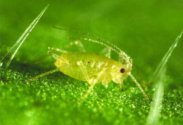Growers warned over rising virus yellows risk - Midland Farmer Magazine